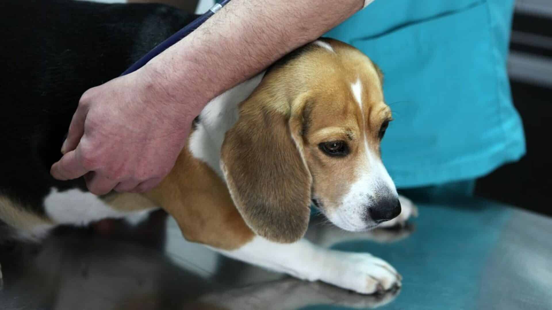 Kyste chez le chien : le reconnaitre, causes et traitement