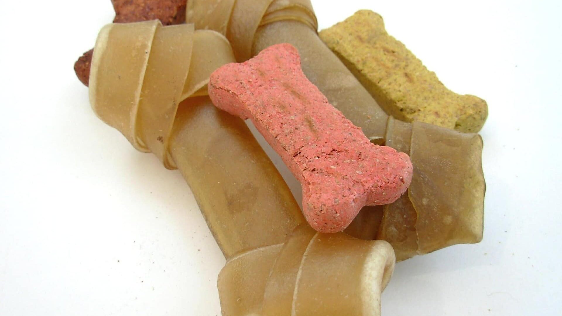 Friandise pour chien : que et quand lui en donner