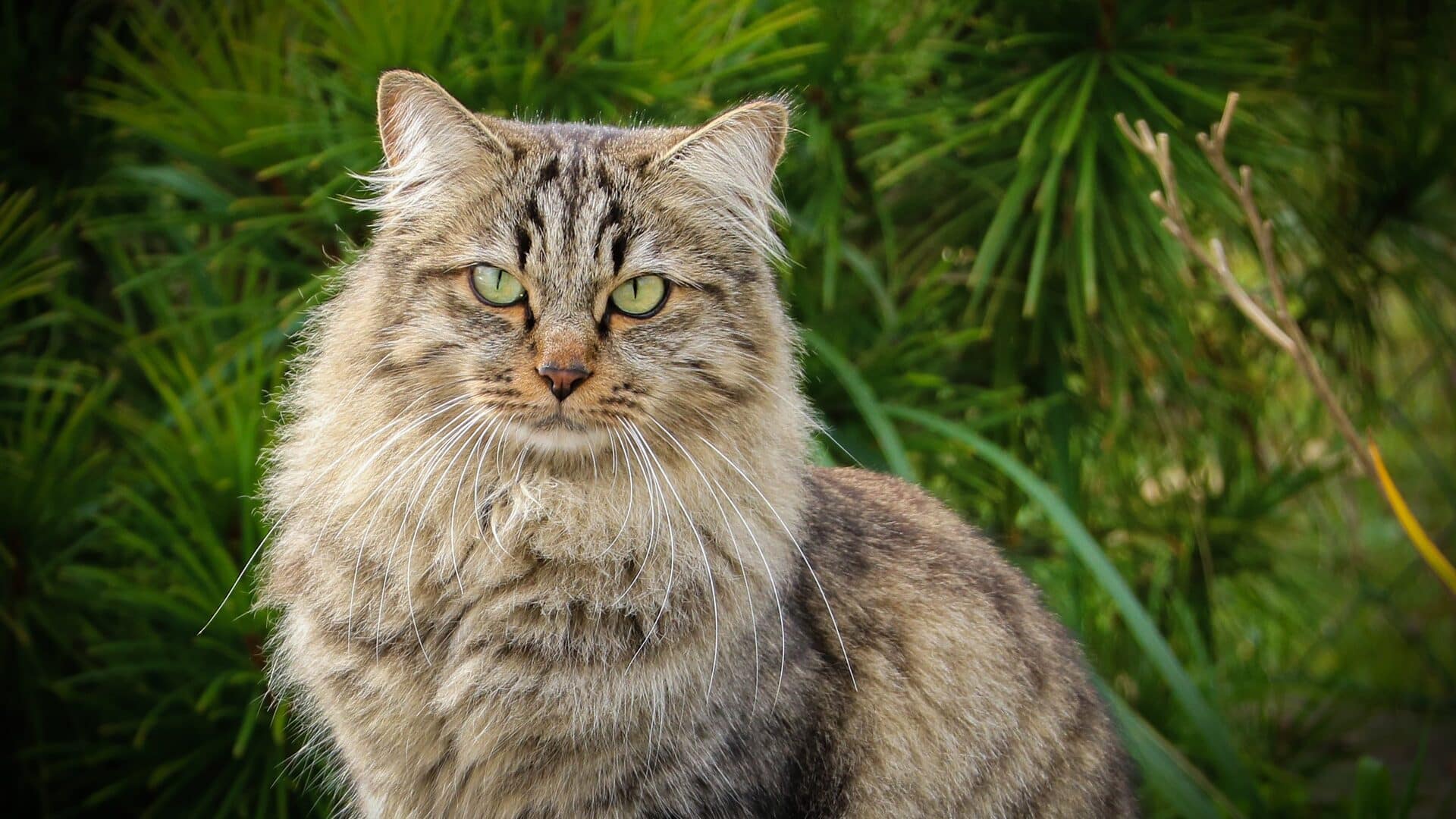 Race de chat : top des plus représentées en France