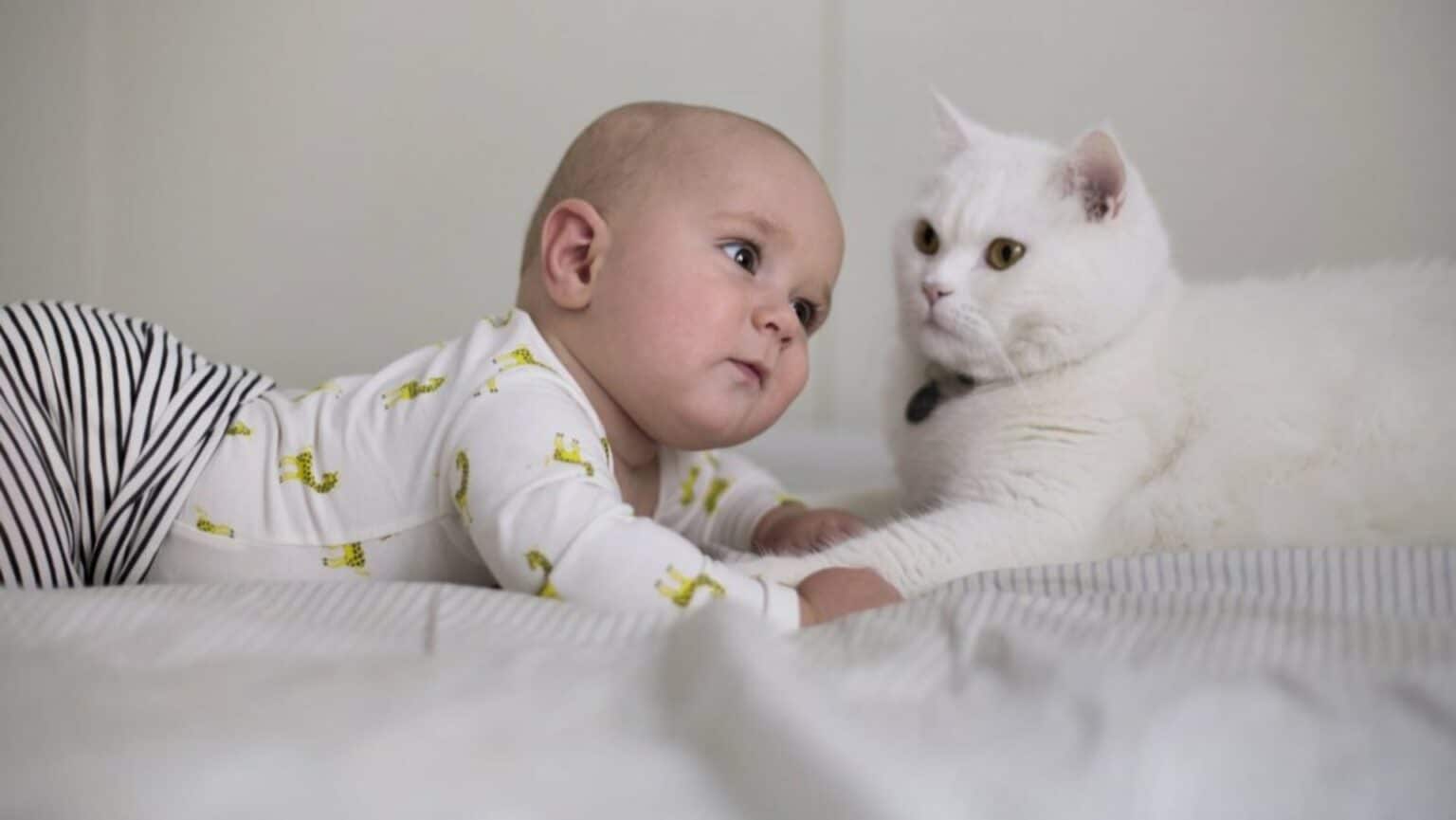 Chat et bébé : comment les faire cohabiter