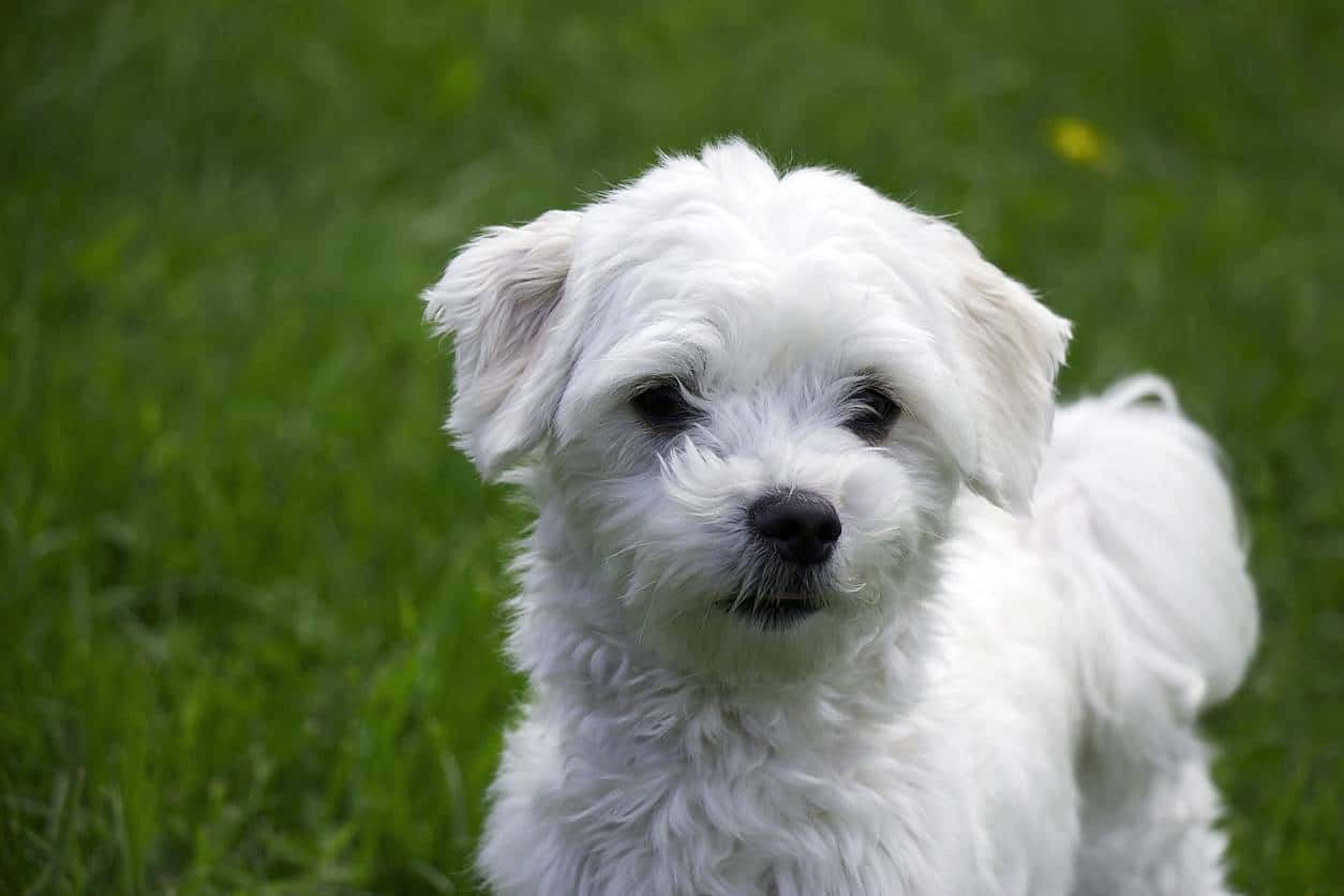 Quelles sont les races de chien au pelage blanc