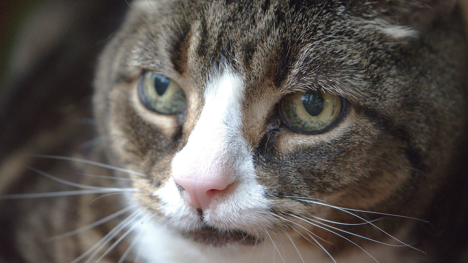 Fin de vie du chat : comment la reconnaitre et l'aider