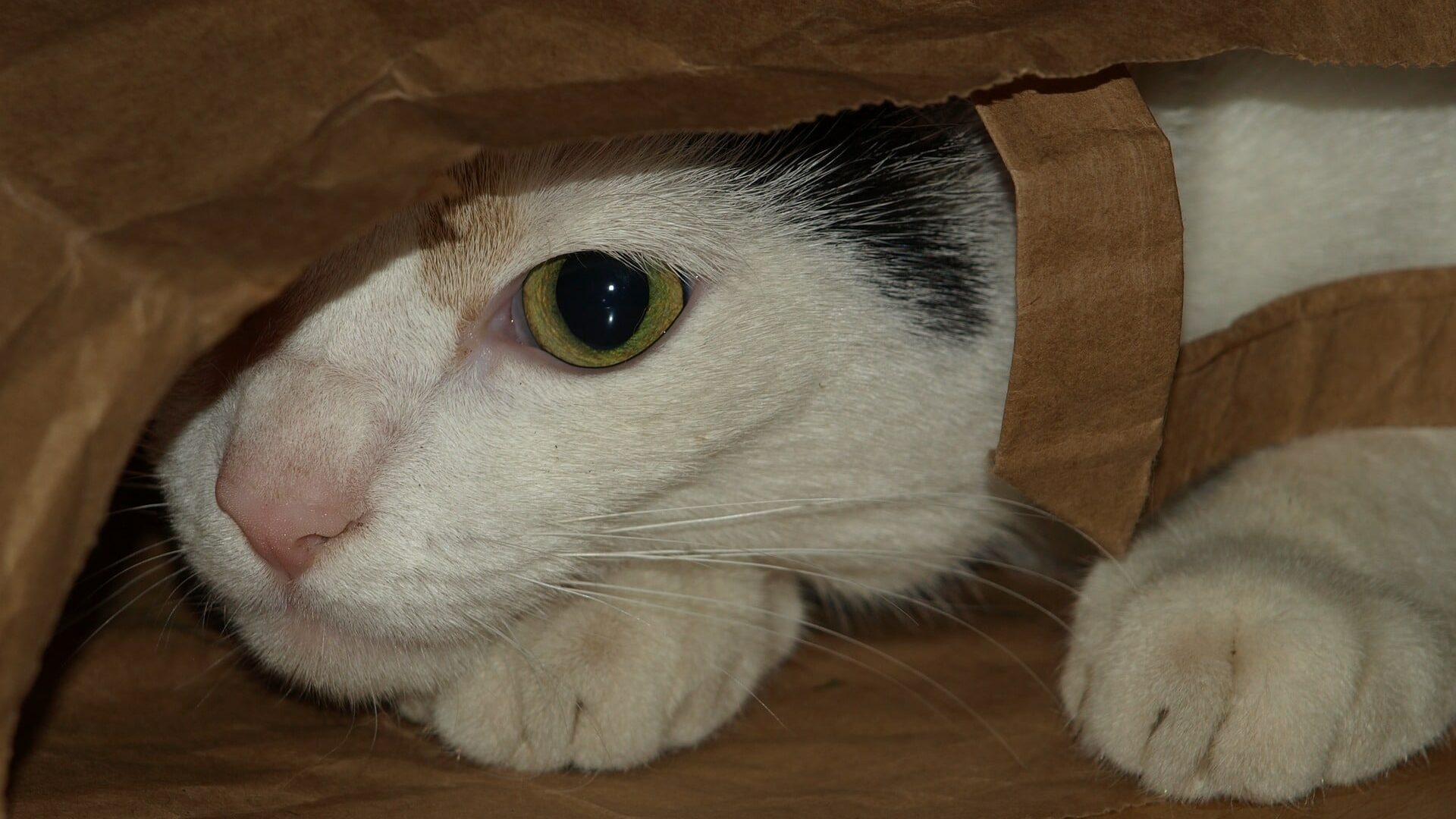 Vers chez le chat : ce qu’il faut savoir