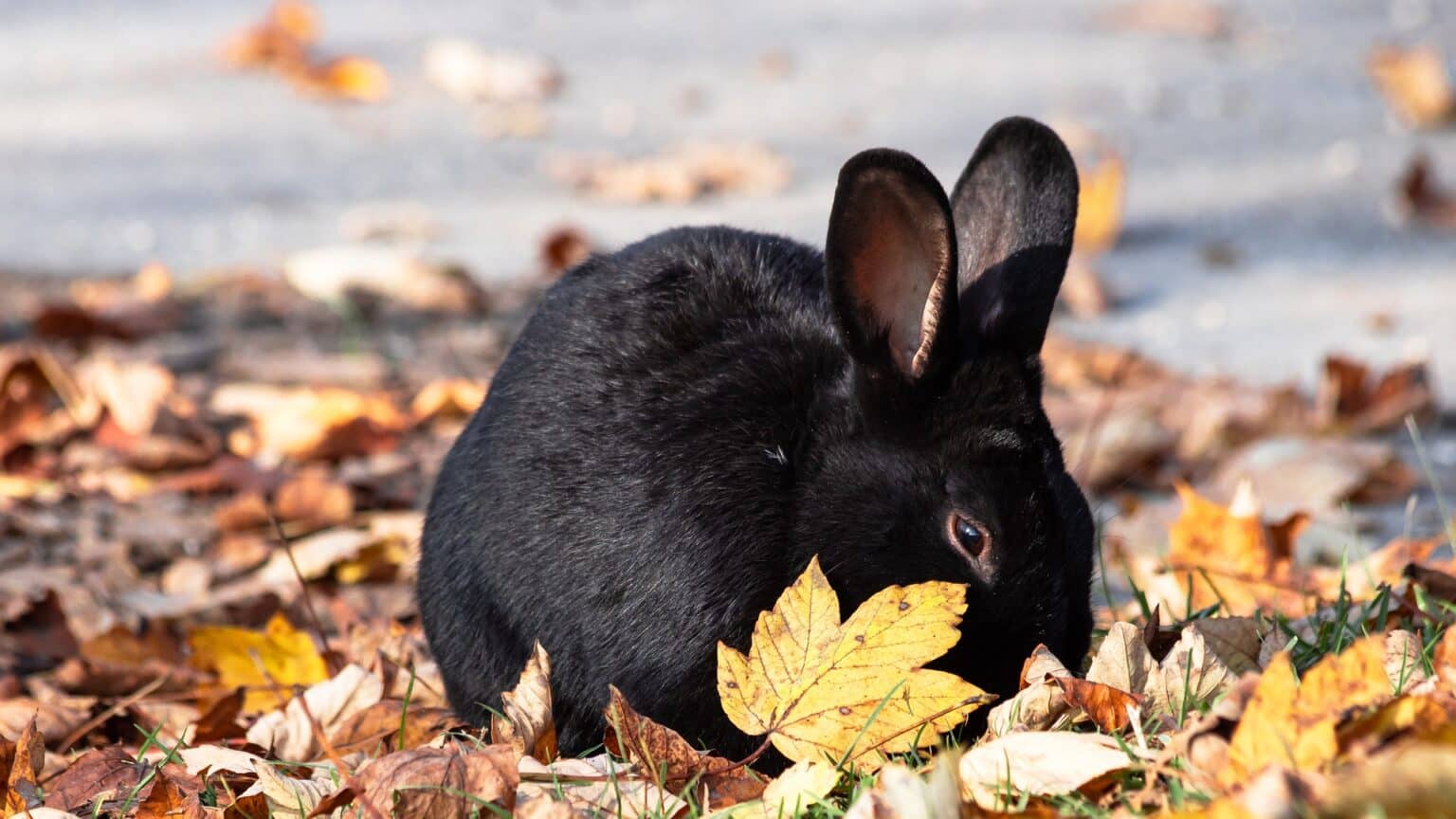 Alimentation du lapin : nos conseils