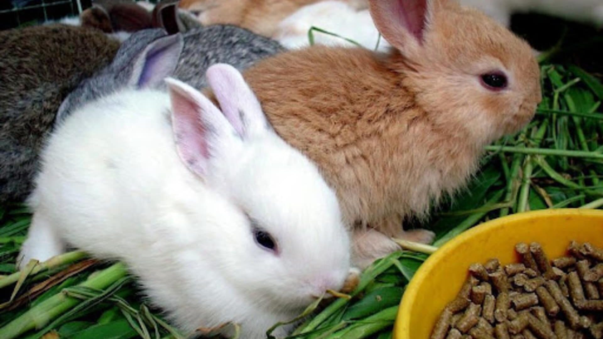 Alimentation du lapin : que donner à votre lagomorphe