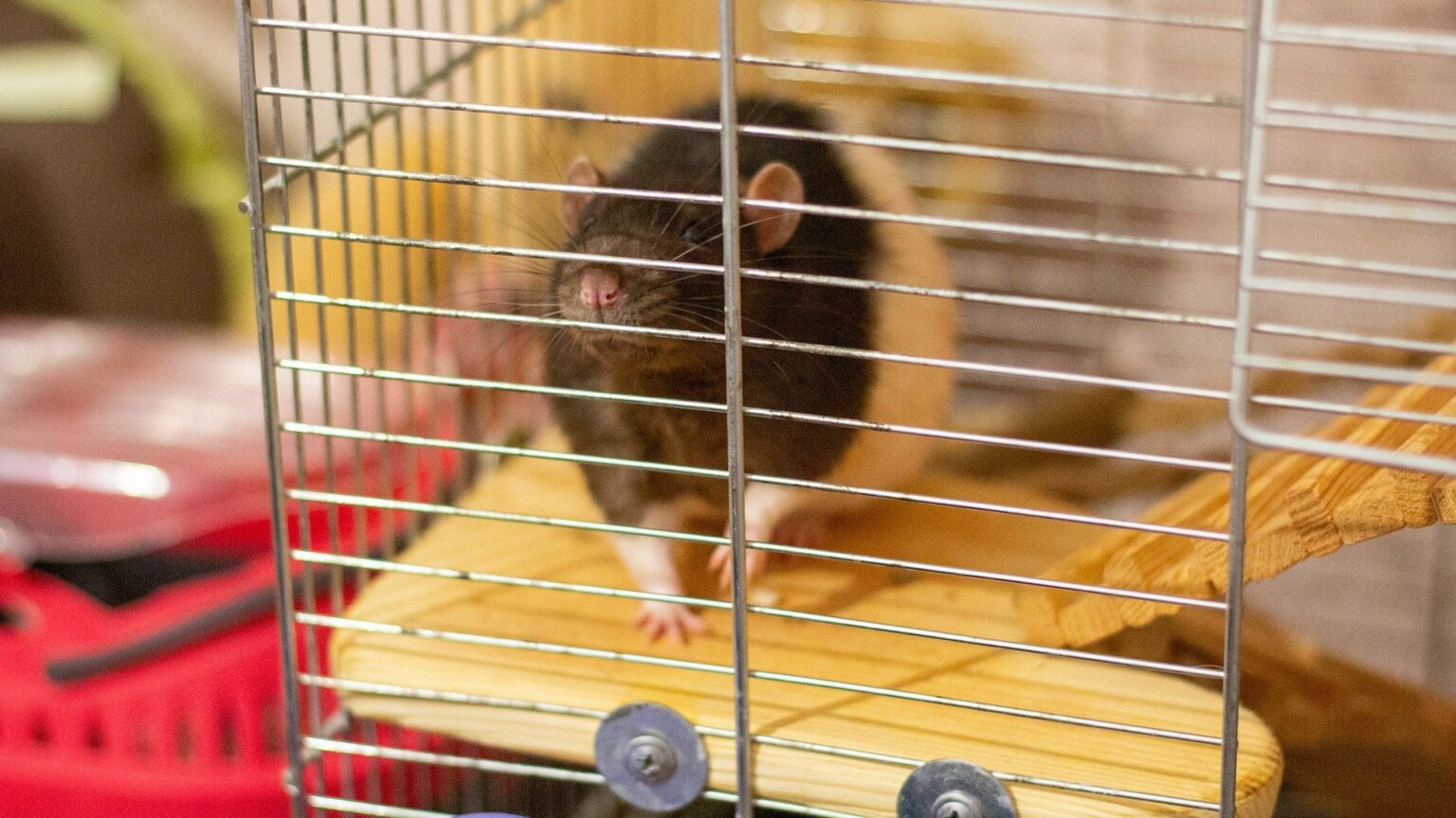 Cage Pour Un Rat