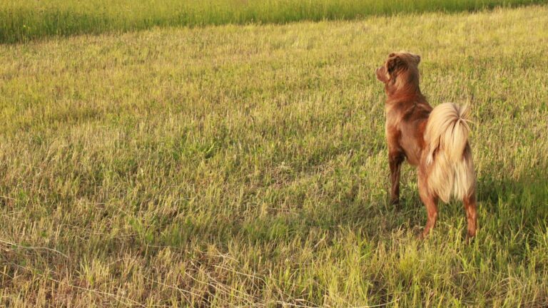 Queue du chien : son rôle