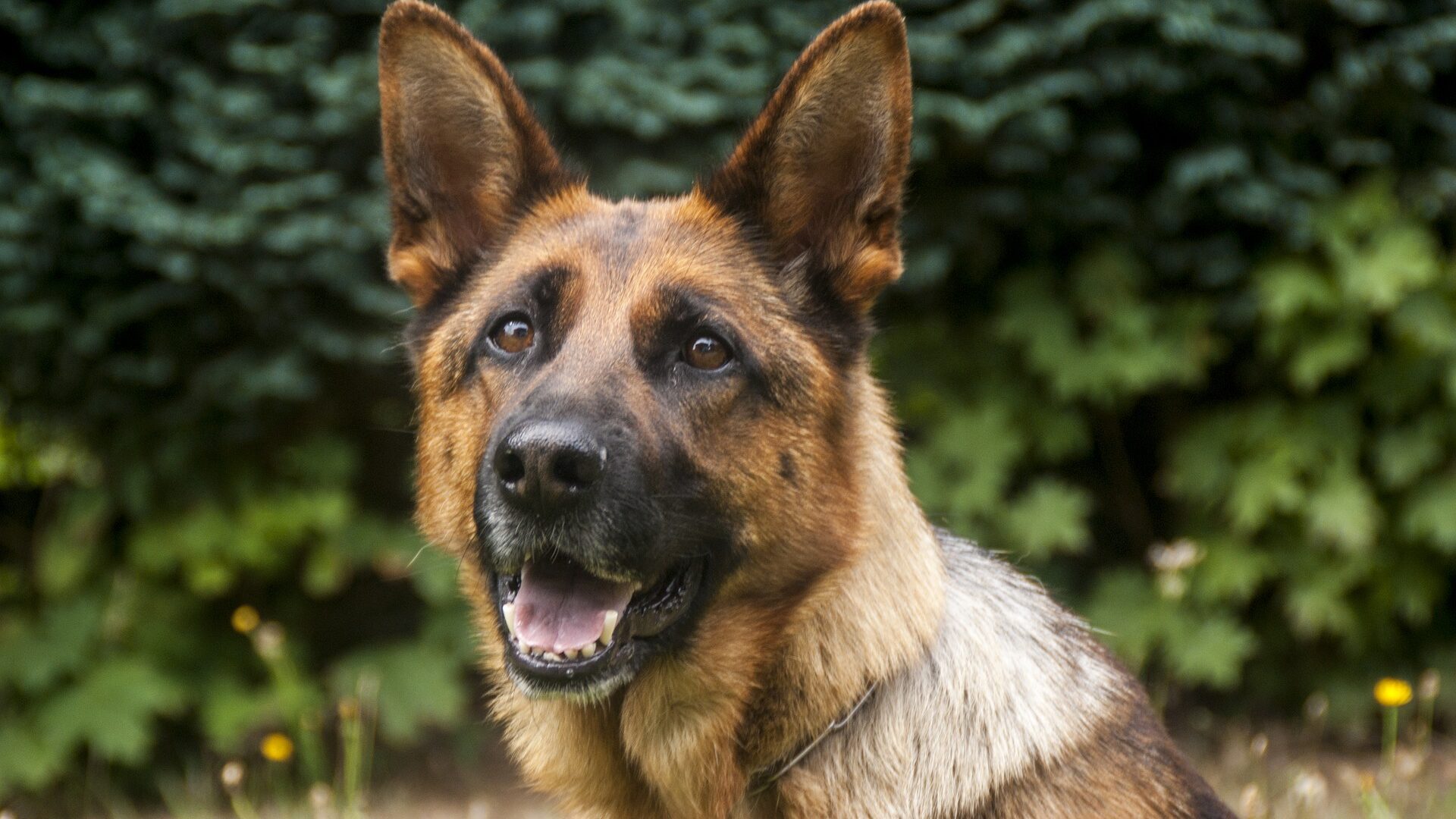 Chien guide d’aveugle : comment l’assurer