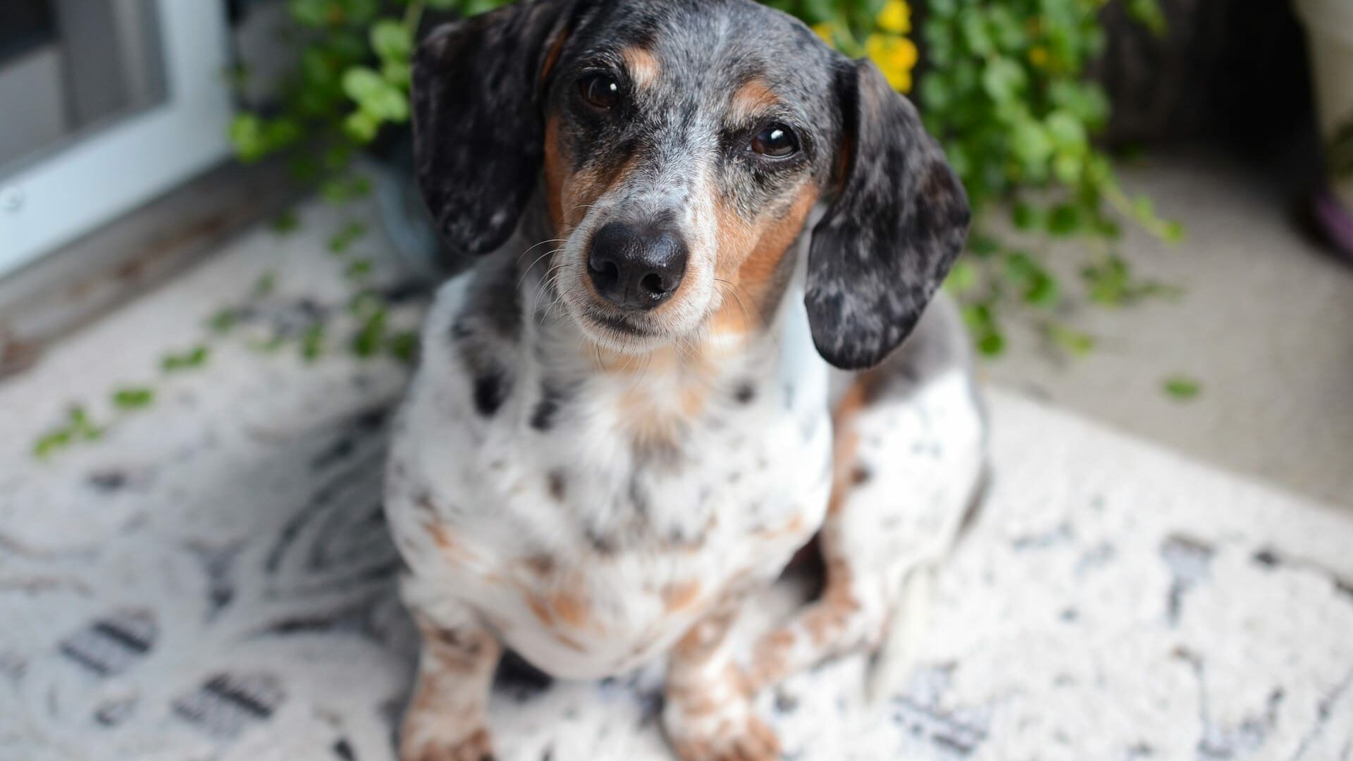 Chiens du groupe 4 : ce qu’il faut savoir