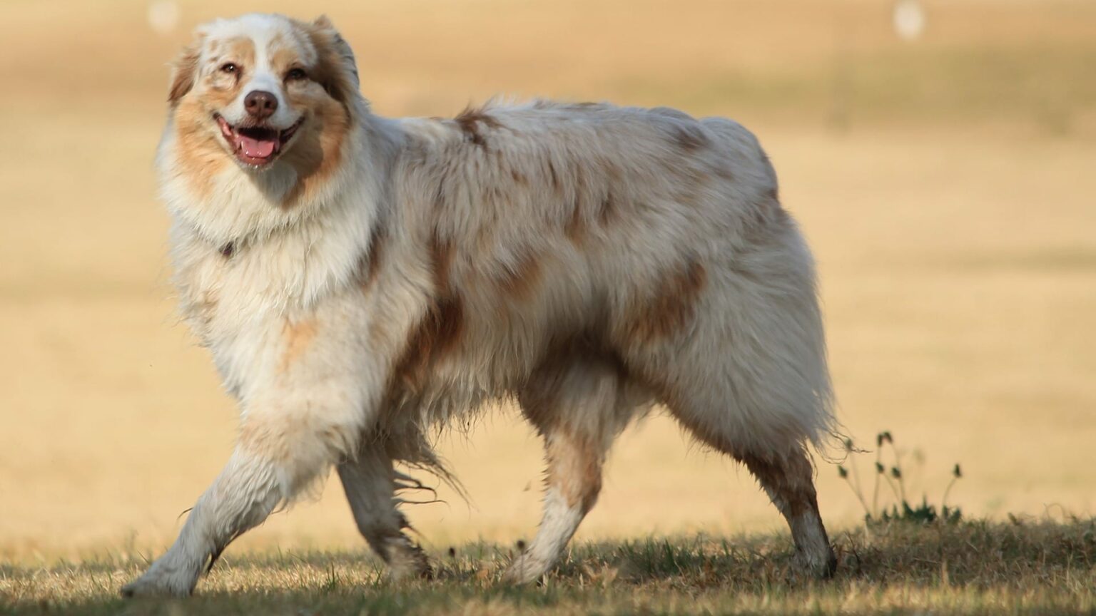 Berger australien : les couleurs de robes disponibles