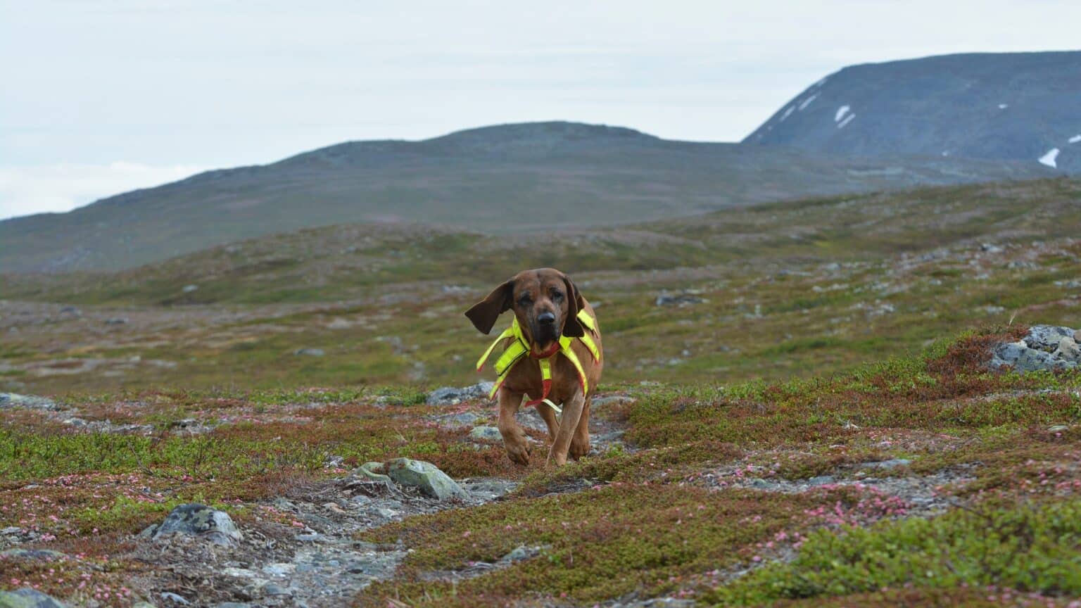 Cani-rando : comment pratiquer ce sport